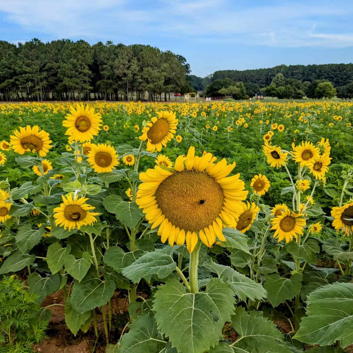 The Dix Park Sunflowers Are In Bloom! - Traveling Raleigh